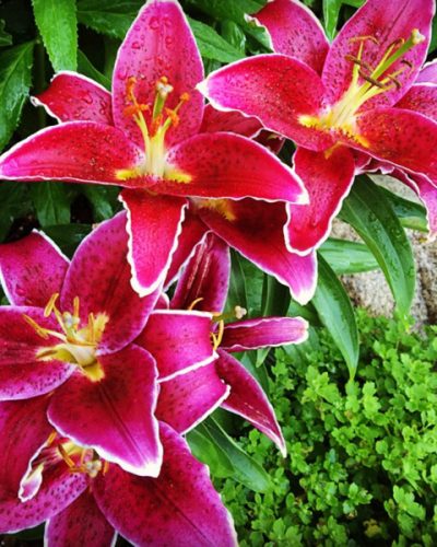 Remembering Terry Beal | Obituaries – Central Florida Casket Store ...